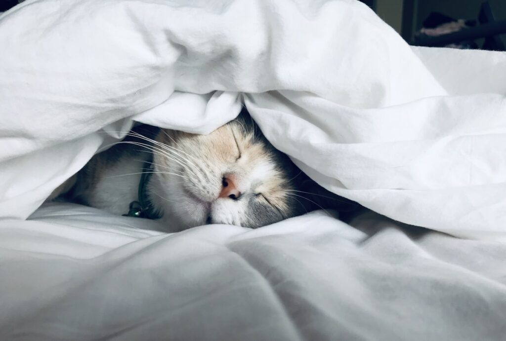 The Best Sleep Apps of 2026: For Meditation, Tracking, and More - Maeve ...